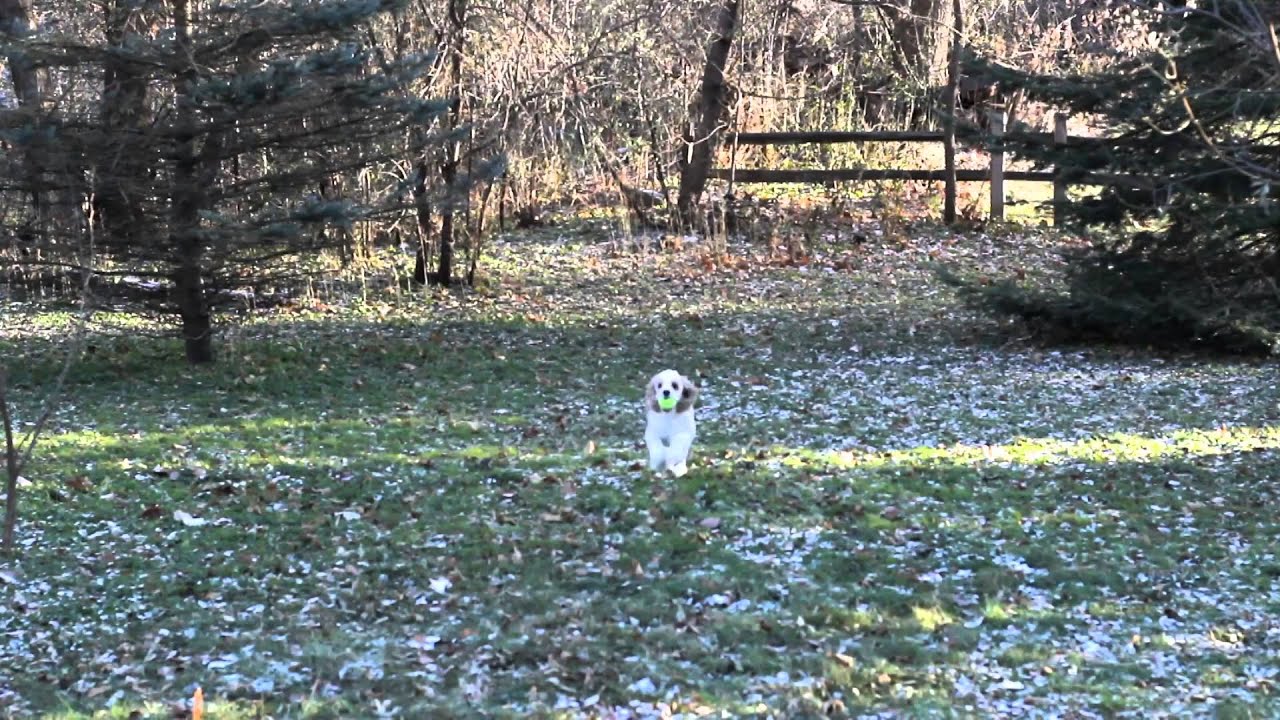 PSA Secondhand Hounds - YouTube