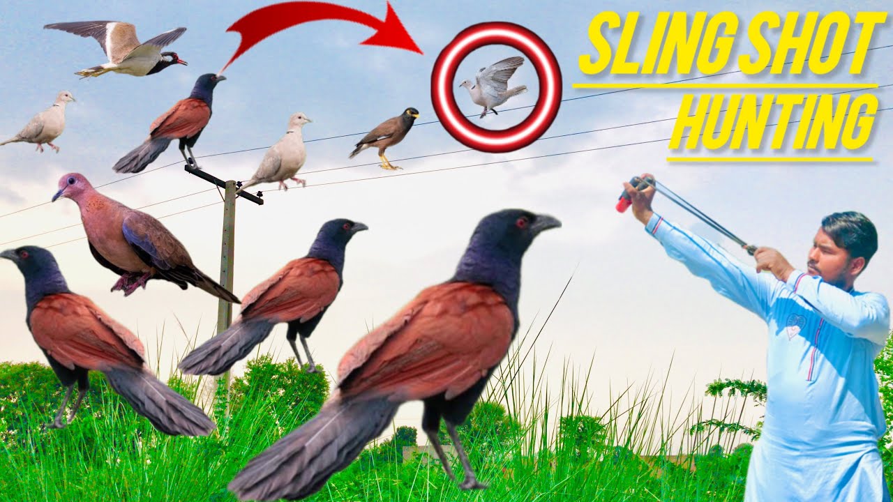 Slingshot birds hunting new hunting birds viral shot! - YouTube