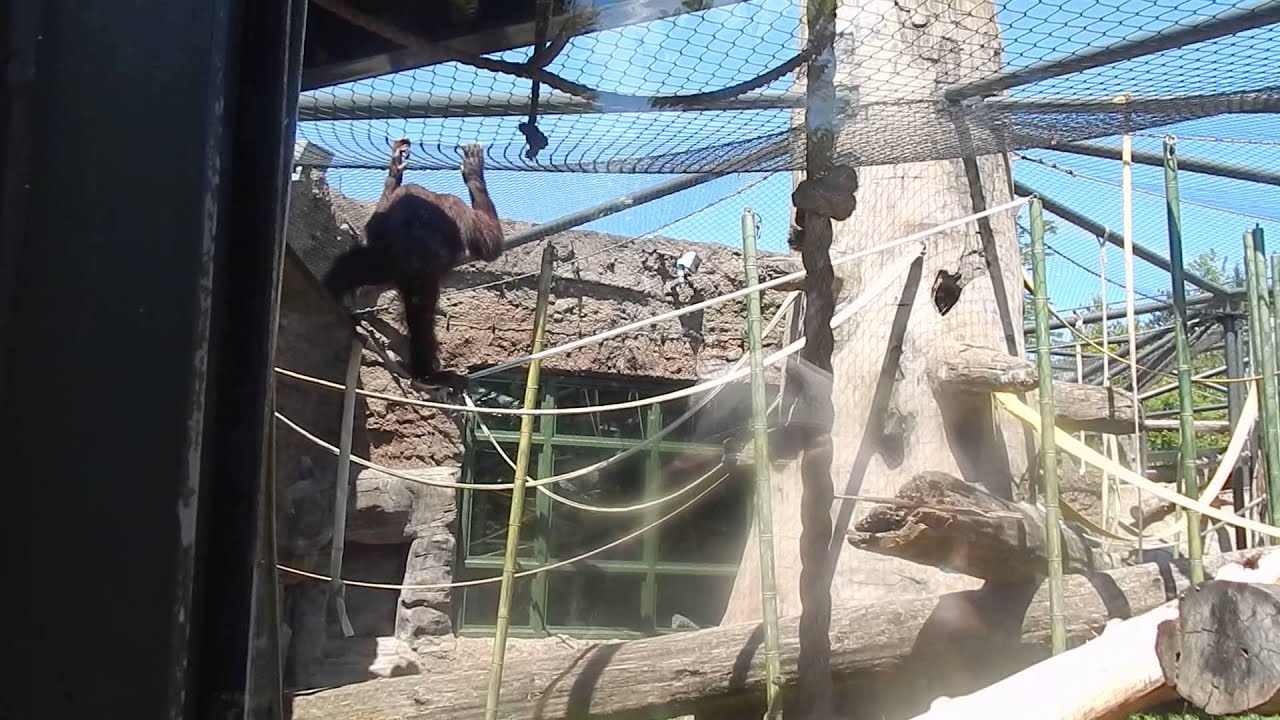 Monkeys at the Oregon Zoo - YouTube