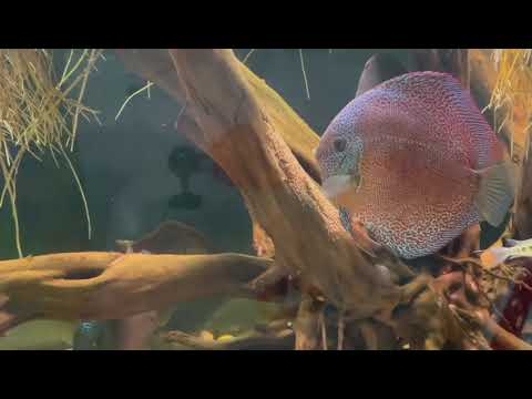 super panthera éruption importé par Planète Discus (France) - YouTube