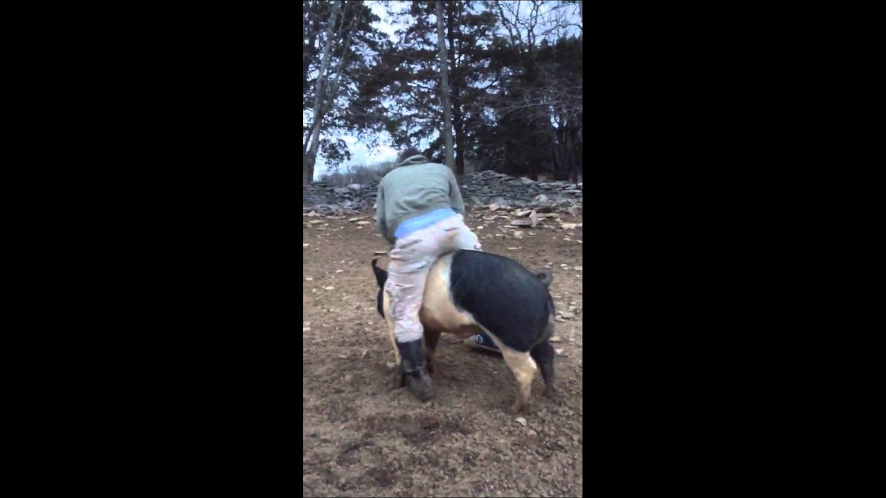 Riding Boar - YouTube