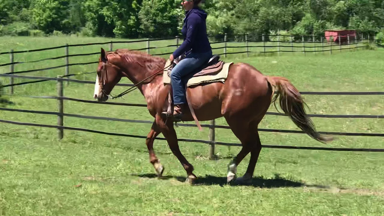 Sunday Canter left lead - YouTube