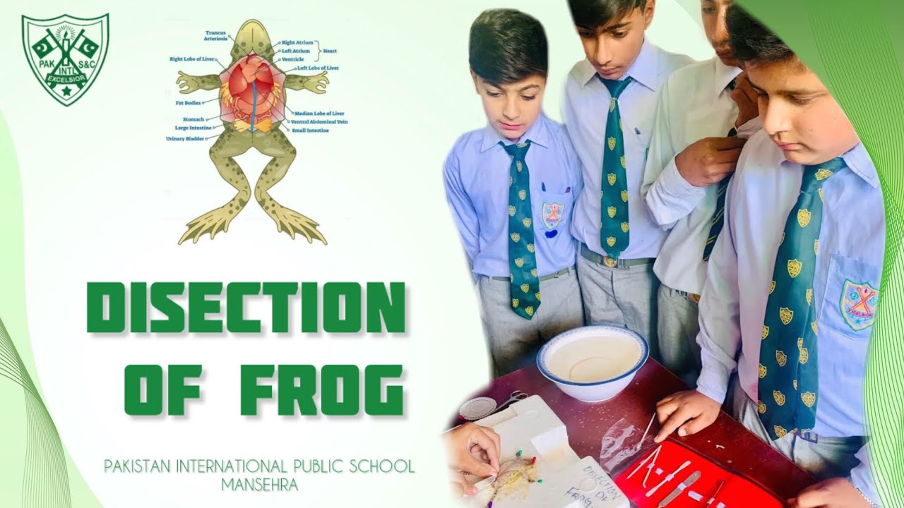 Embarking on a hands-on journey into the world of frog dissection ...