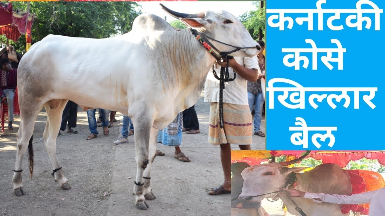 कर्नाटकी कोसे खिलार बैल/पंढरपुर कार्तिकी वारी/karnataki khillar bail ...