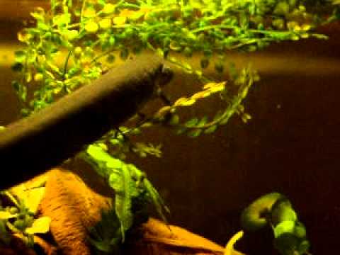 Siren attempting to eat a fish - YouTube