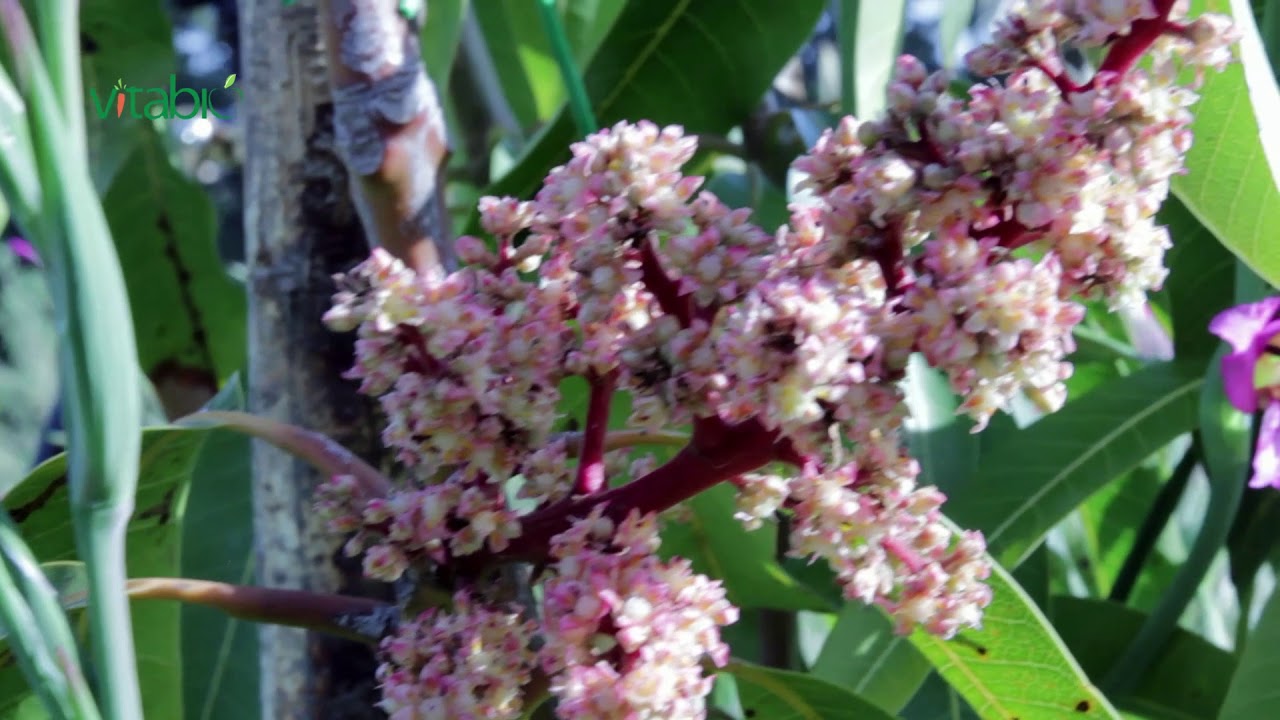 Mango in fiore sicilia - YouTube