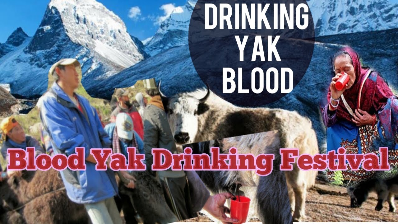 Yak Blood Drinking Festival in Nepal | The Truth About Nepal's Blood ...