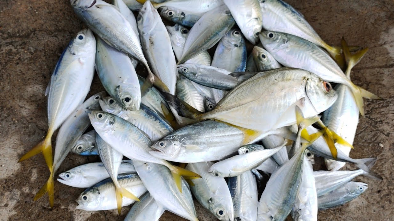 ตกปลา เกาะลันตา อาจิ[Aji Fishing] [BY K&K Fishing] EP.3 - YouTube