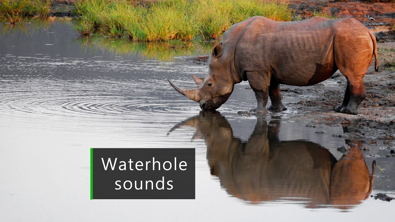 Savanna sounds - African wildlife at waterhole - YouTube