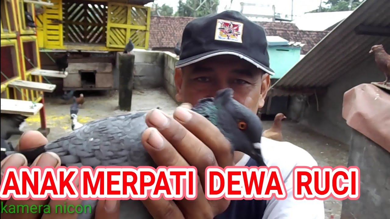 ANAK MERPATI DEWA RUCI - YouTube