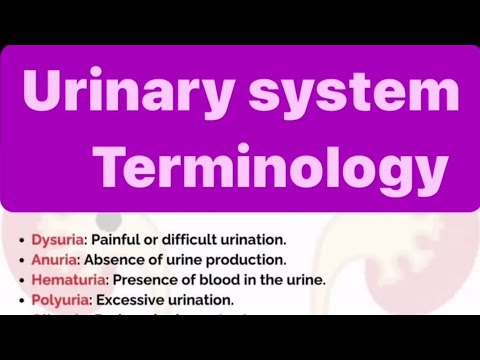 Terminology of Urinary System / urinary system anatomy and physiology ...