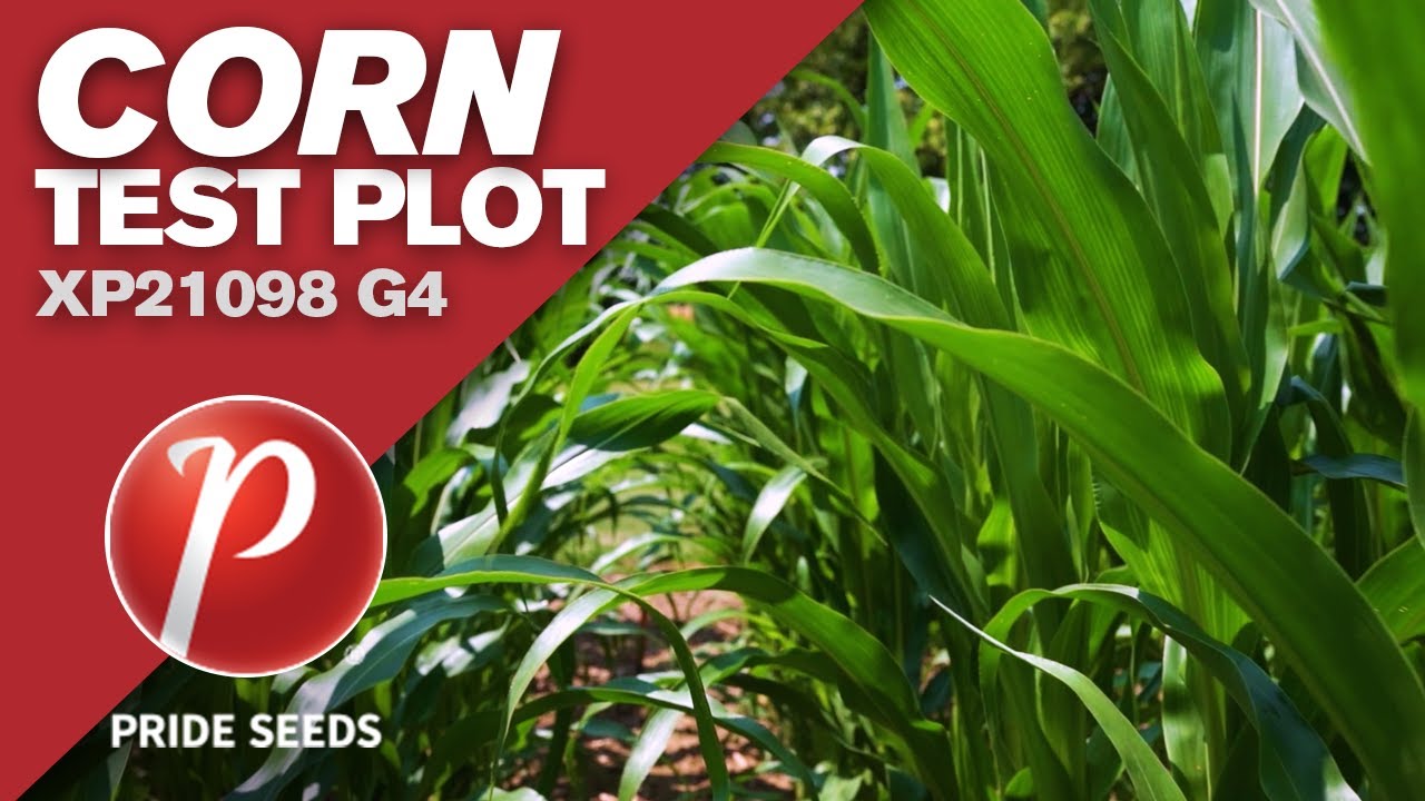 PRIDE Seeds A6929 G4 RIB (XP21098) in Early July - YouTube