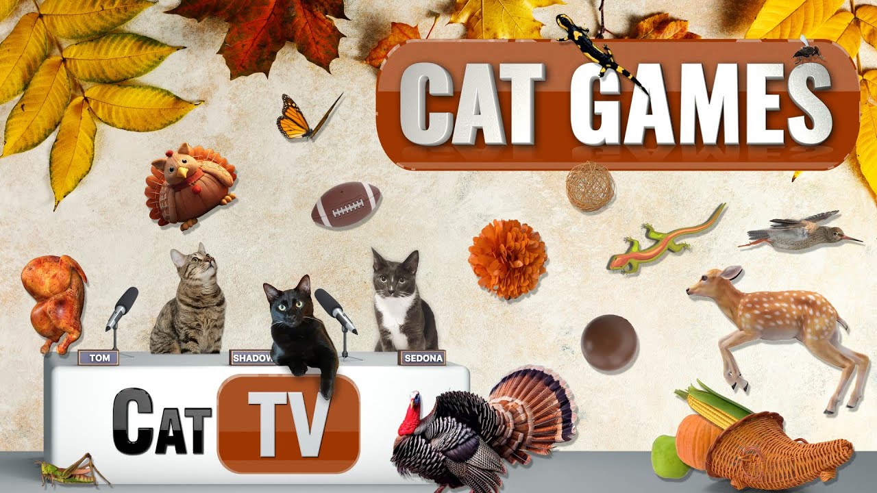 Cat Games | Harvest Time Fun 🦃 Thanksgiving Turkeys and Autumn ...