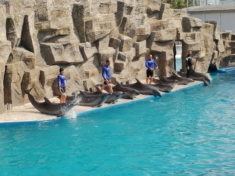 BATUM DA Dolphin&Akvaryum GEZİMİZ