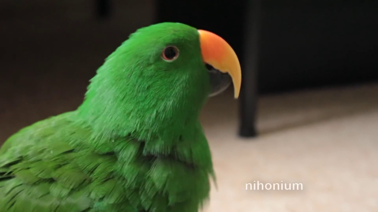 burd - YouTube