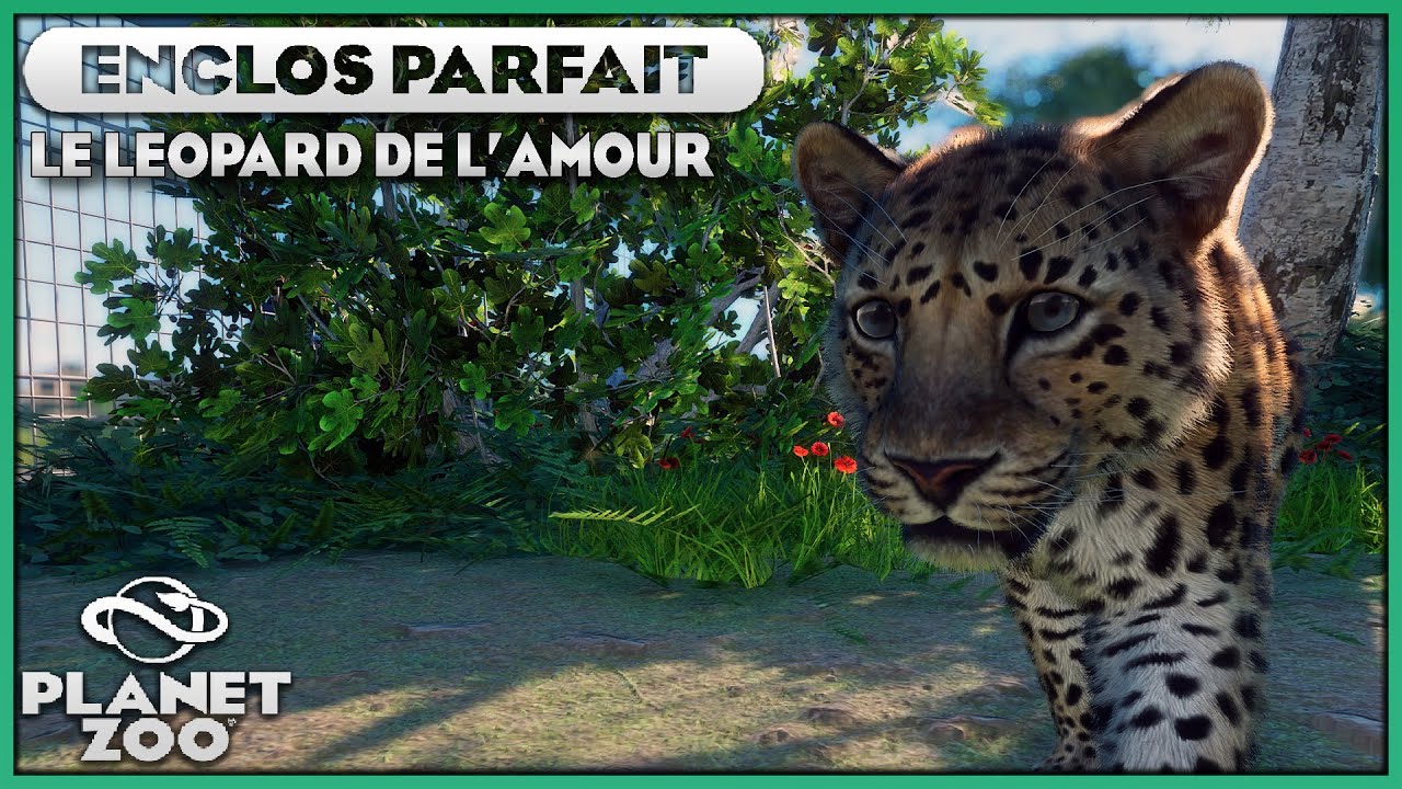 Le Léopard de l'Amour (Et un message spécial) | LES ENCLOS PARFAITS ...