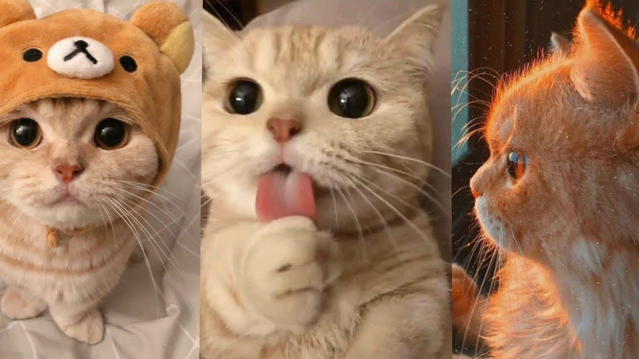 Baby cat cute and funny-kucing lucu #1 - YouTube