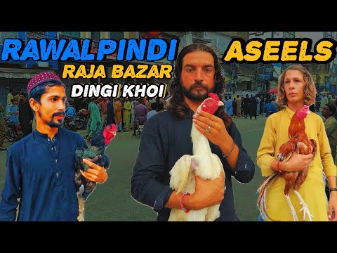 Rawalpindi Raja Bazar Aseel Murgha Mandi – High Quality & Low Price 2025 || Capital Aseel Club