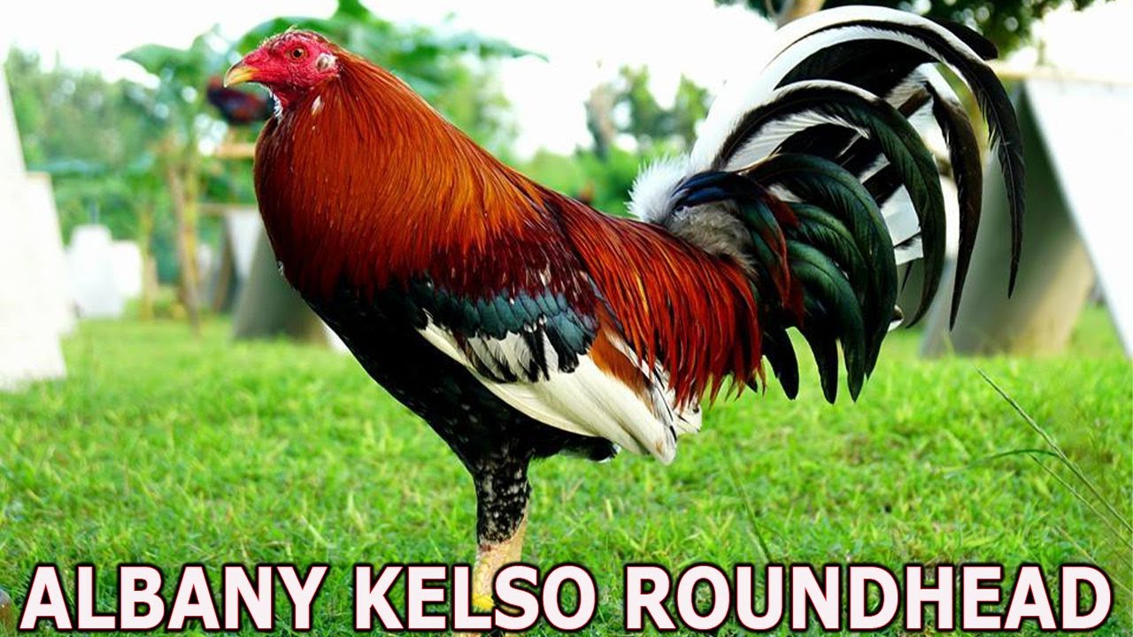 Albany Kelso Hatch Roundhead JORGE FARM Hawaii - Beautiful Birds Farm ...