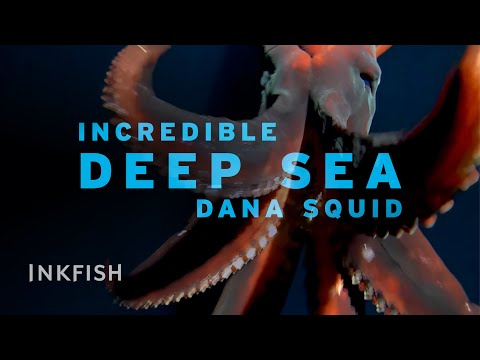 Incredible footage of a rare deep-sea Dana Squid!