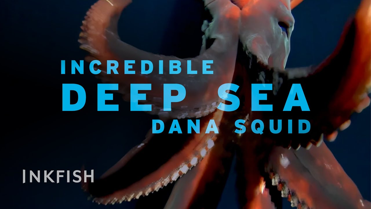 Incredible footage of a rare deep-sea Dana Squid! - YouTube