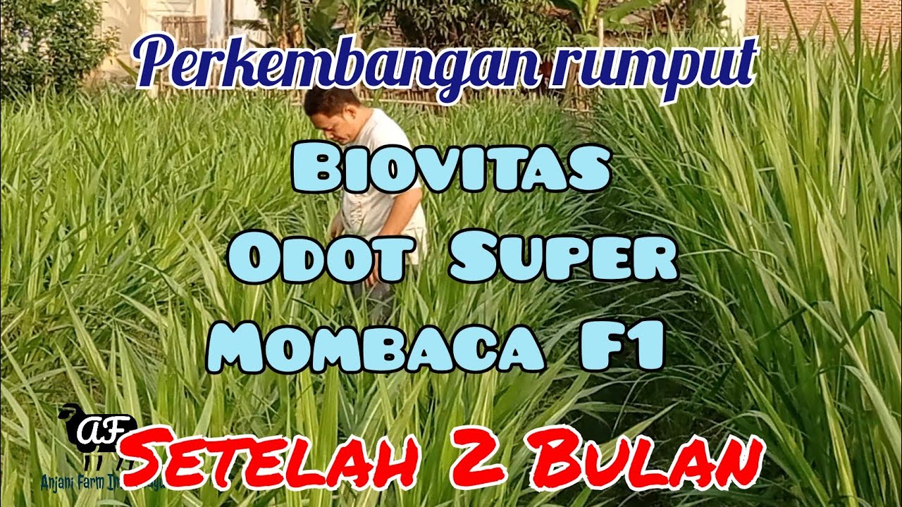 Perkembangan Tanaman Rumput Biovitas, Odot super dan Mombaca F1 setelah ...
