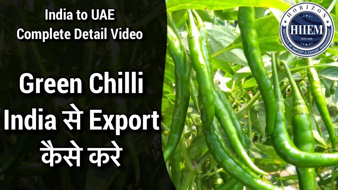 Green Chilli Export from India | G4 Chilli Export from India to UAE ...
