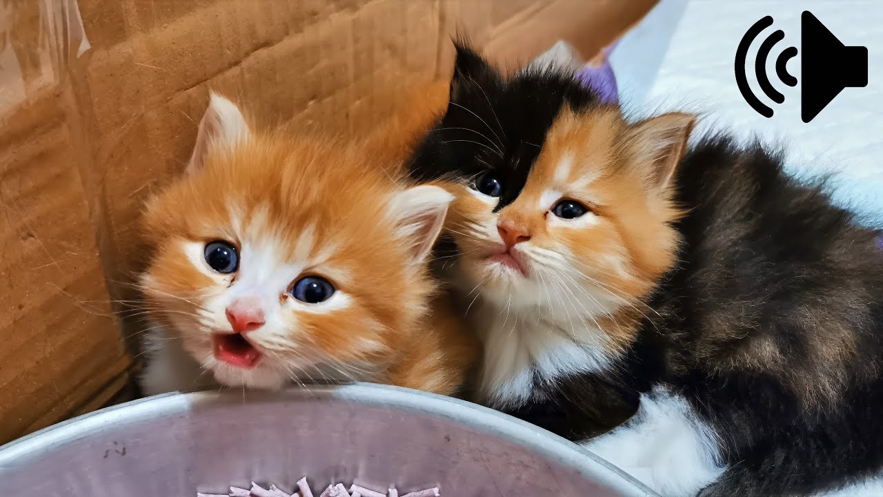 1 Hour of Kittens Cry Calling for Their Mom - YouTube