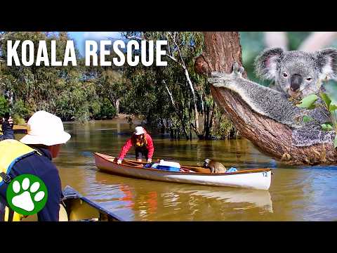 Stranded Koala Rescued From Flooded River by Kayakers❤️❤️