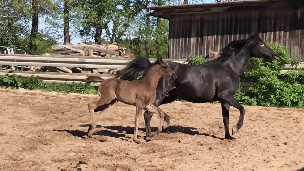 Arabian thoroughbred mare with a cute small little horse - YouTube
