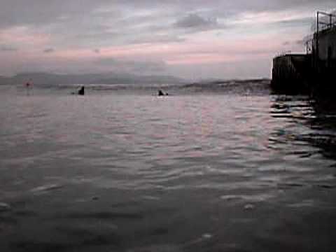 surfing snail - YouTube