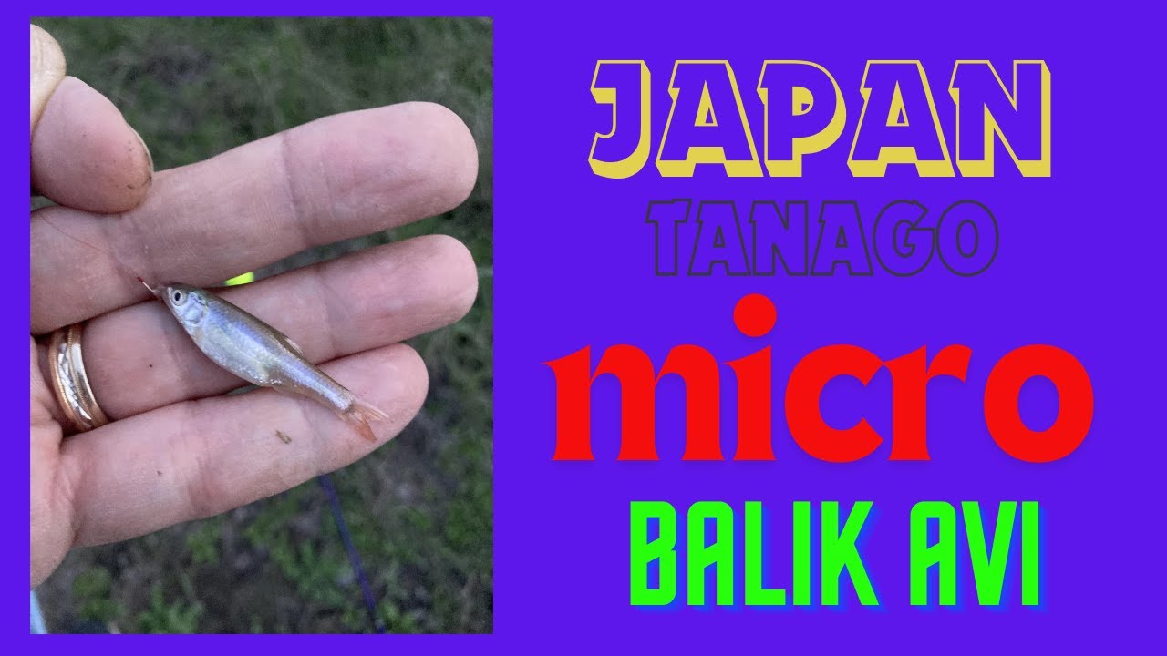 Japan TANAGO タナゴ釣り sistemi ile eğlenceli micro balık avı - YouTube