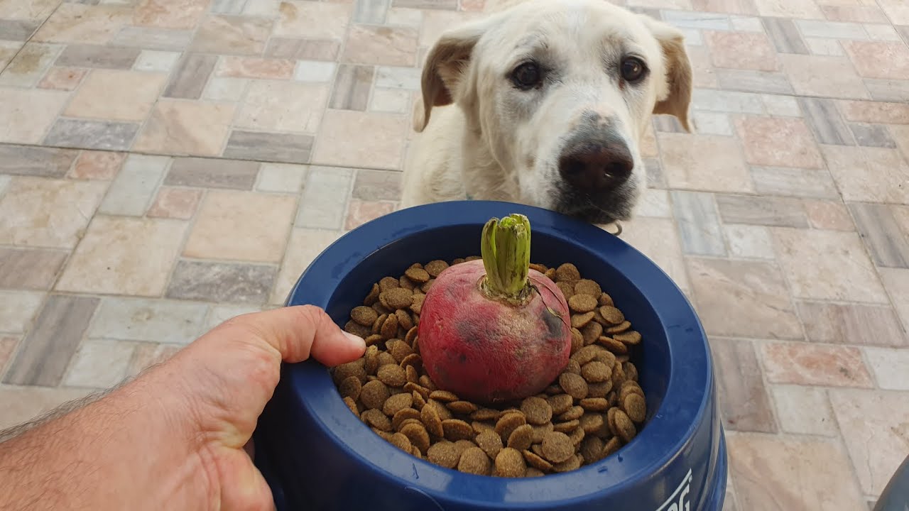 Adding Radish to Dog Food: What You Need to Know! - YouTube
