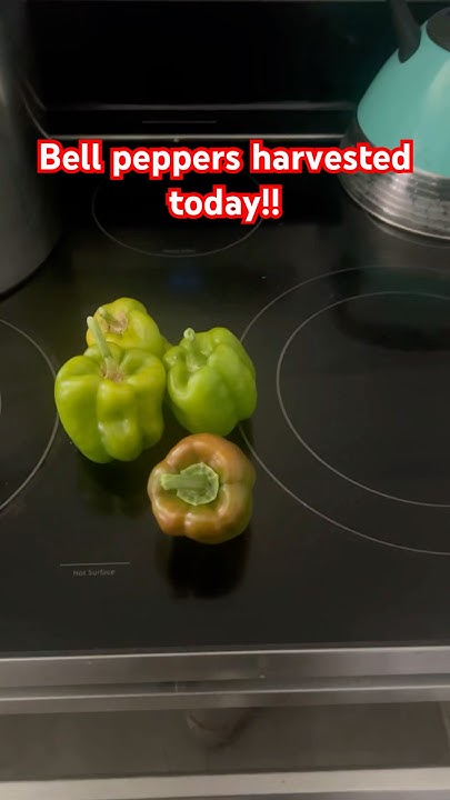 Today’s harvest! #beginnergardening #harvest - YouTube