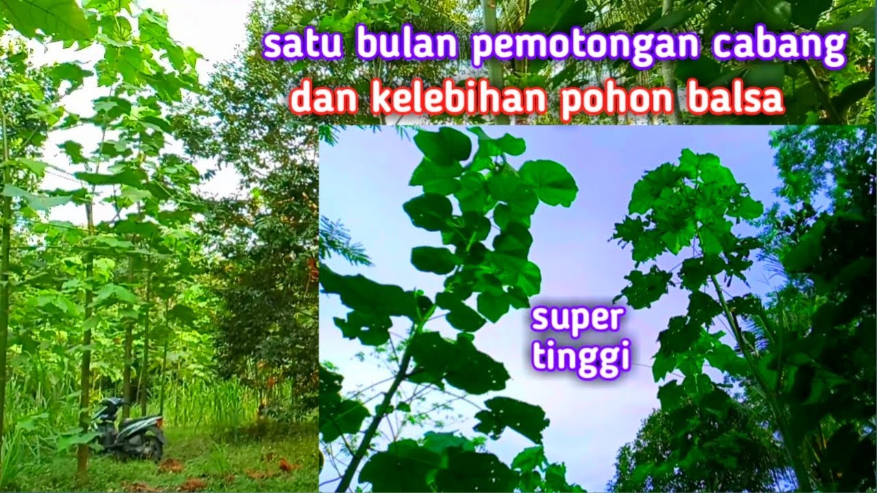 kelebihan pohon balsa - YouTube