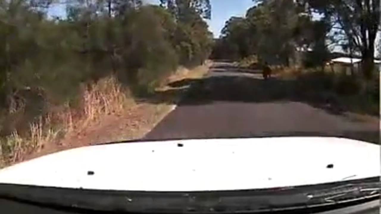 A Smartbar Bullbar in action - hitting a calf. WARNING: may cause ...