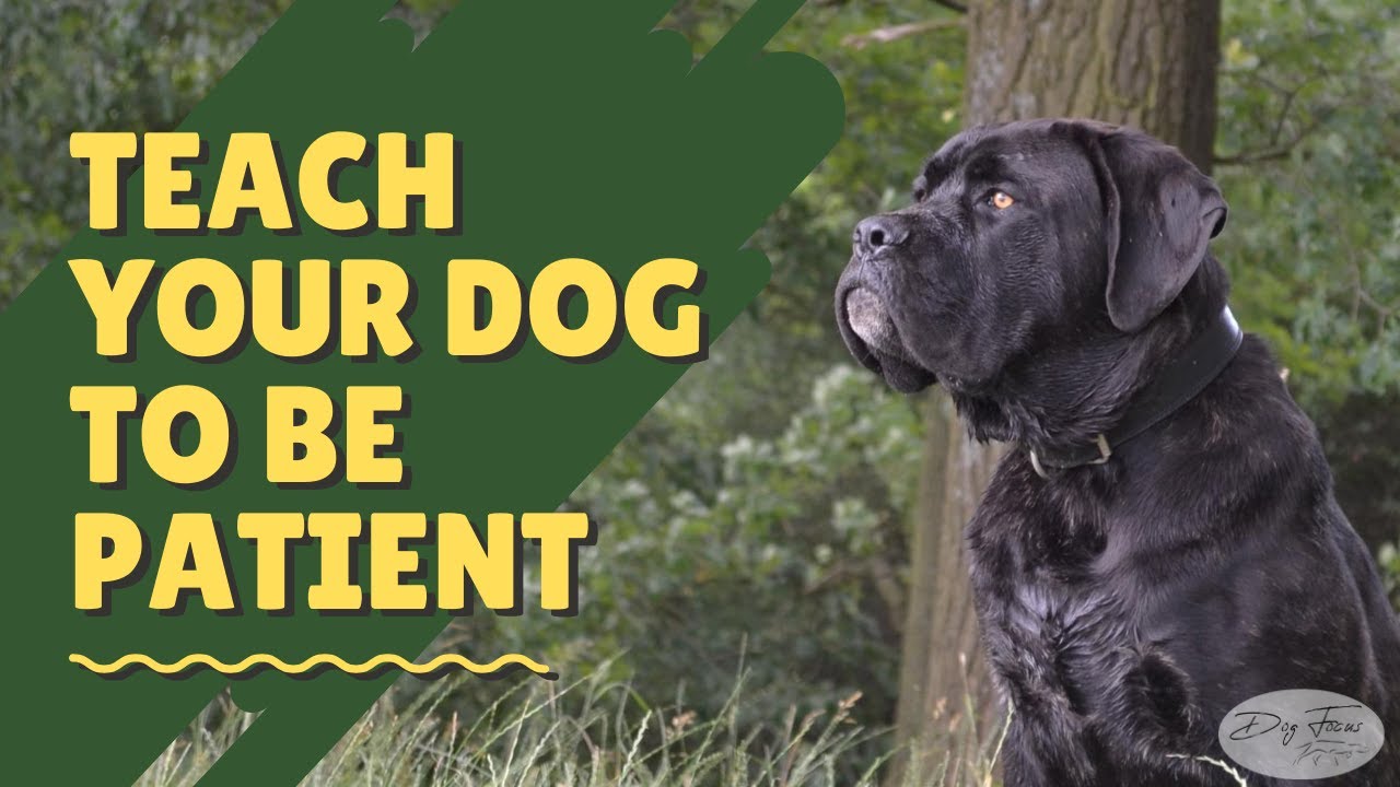 How to Teach Your Dog Patience - YouTube