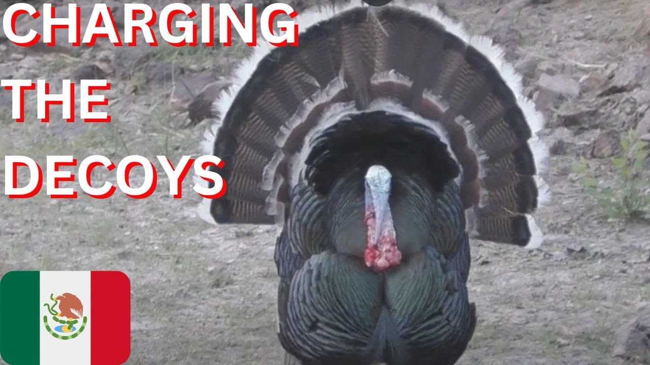 WATCH THIS GOULDS TURKEY CHARGE to the DECOYS | Mountains of Mexico ...