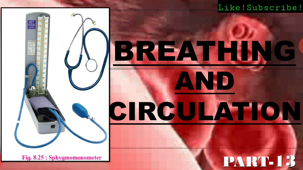 CLASS 12-BREATHING AND CIRCULATION-Lecture 13 - YouTube