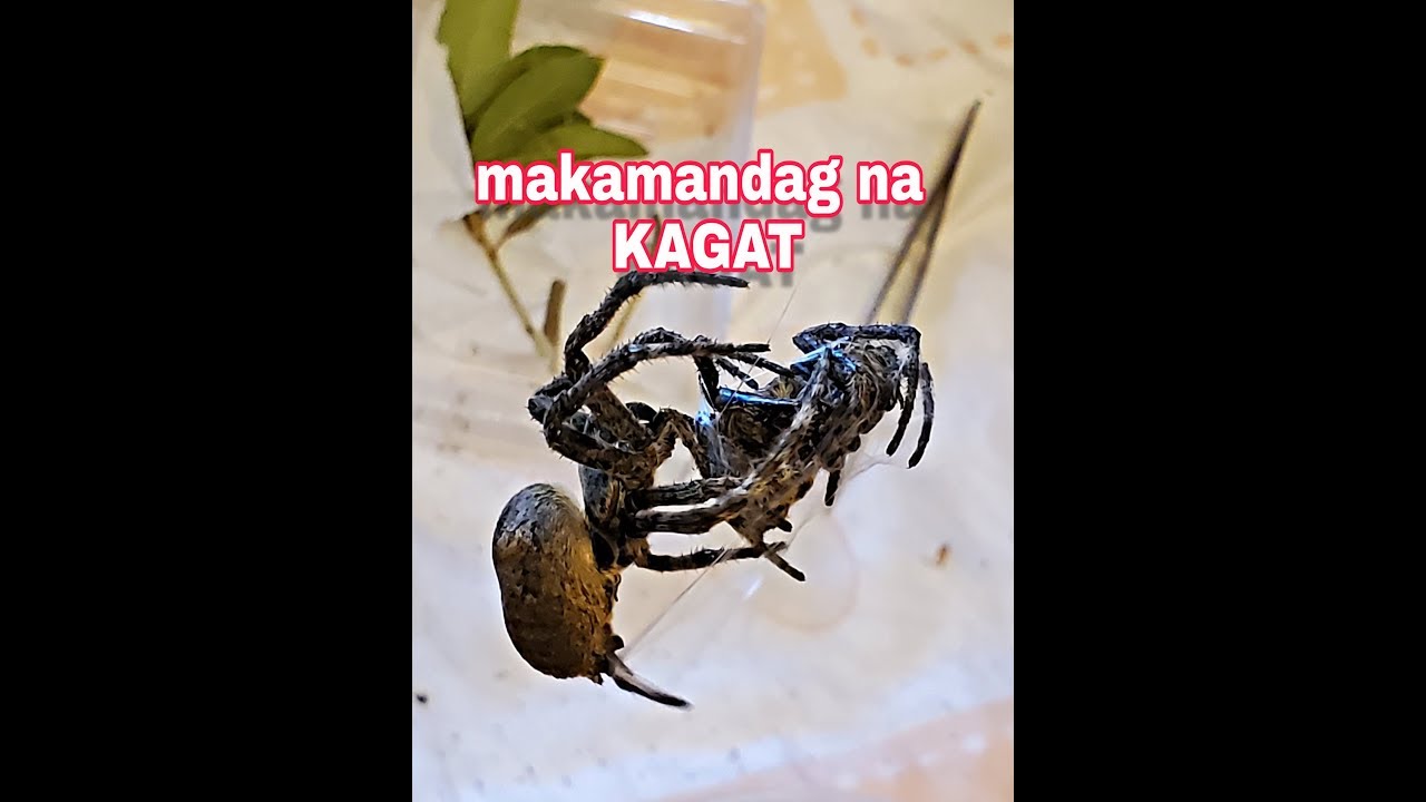 Makamandag na samon gagamba kagat palang tigas na ang kalaban ...