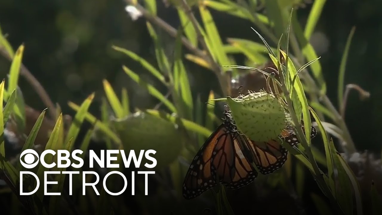 Monarch butterflies are missing. What's to blame for their shrinking ...