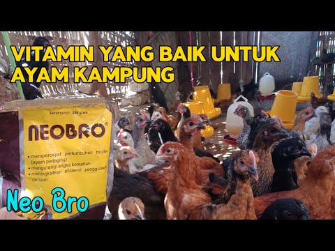 NEO BRO - VITAMIN YANG BAIK UNTUK AYAM KAMPUNG - YouTube