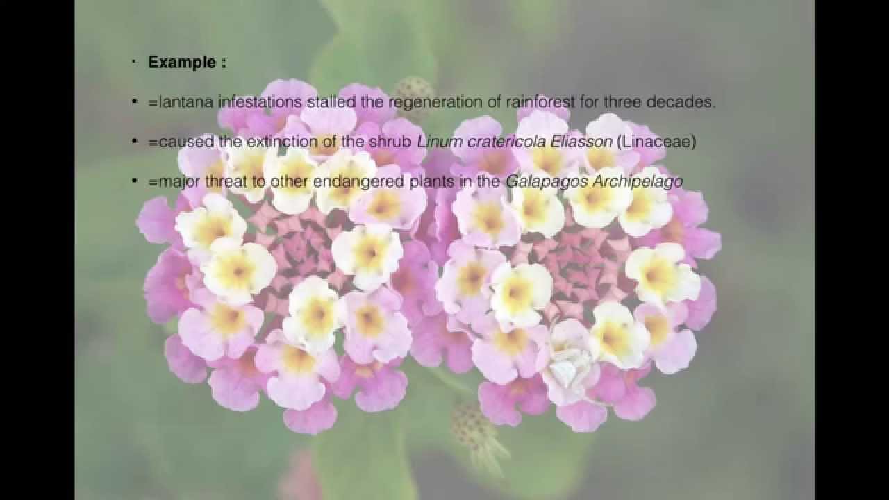 Invasive Species (Lantana Flower & Red Fox) - YouTube