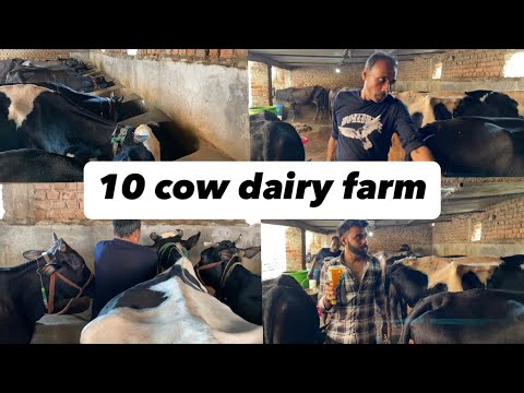10 cow dairy farm |cow farm house |new dairy farm #youtube #trending # ...