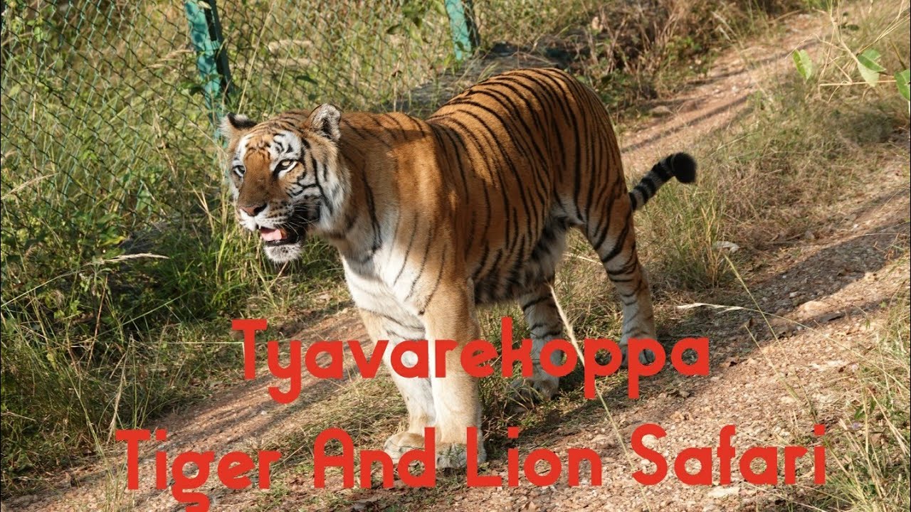 Tyavarekoppa Tiger And Lion Safari, Shimoga, Karnataka, HD Video - YouTube