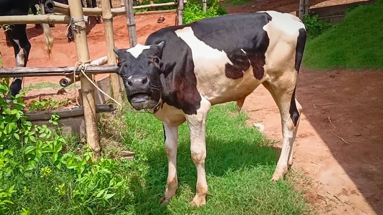 10 Cow Mooing, Whose Voice Is Good | Cow Sound, Cow Hamba At Village ...