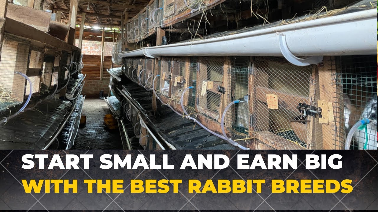 Rabbit Farming: I STARTED with 8 RABBITS Now have 200+ Rabbits | All ...