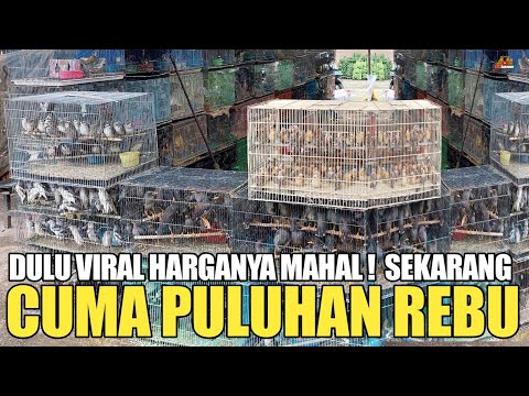 MIRIS ! ADA BURUNG YANG SEMPAT VIRAL DI PASAR BURUNG PRAMUKA SEKARANG CUMA PULUHAN REBU
