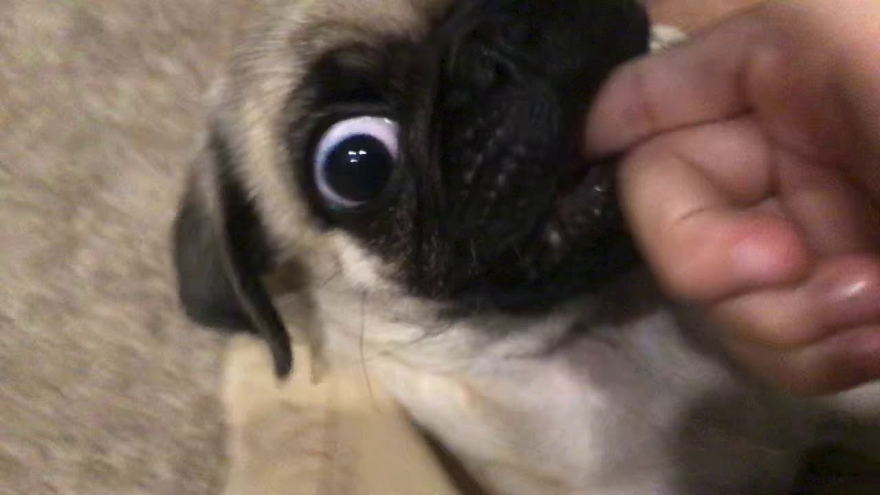 my baby pug bite me :( - YouTube