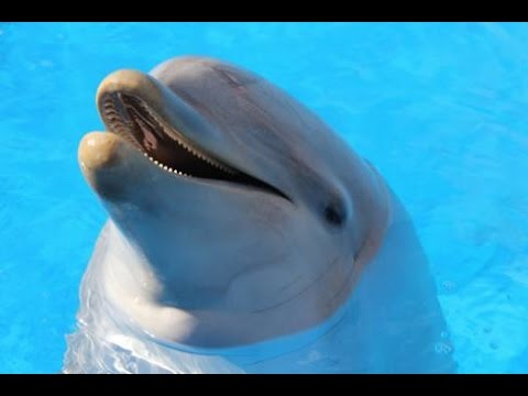 Dolphin Slow Motion Jump - YouTube